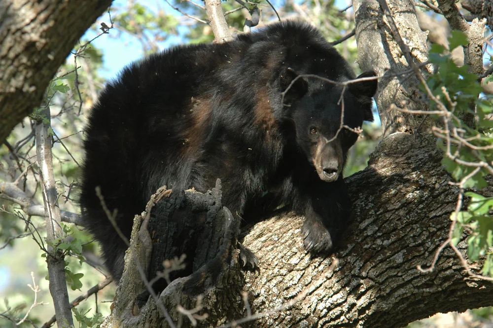 Wind Wolves Preserve » The Wildlands Conservancy