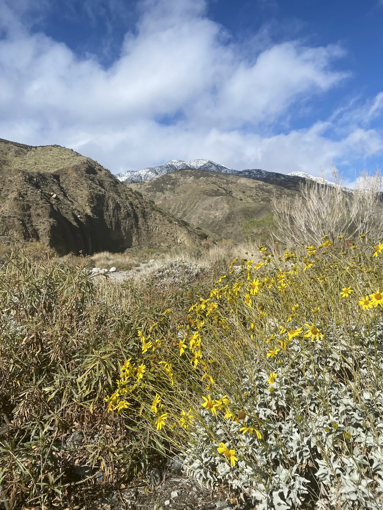 We’re Welcoming Spring, and You, to Whitewater Preserve » The Wildlands ...