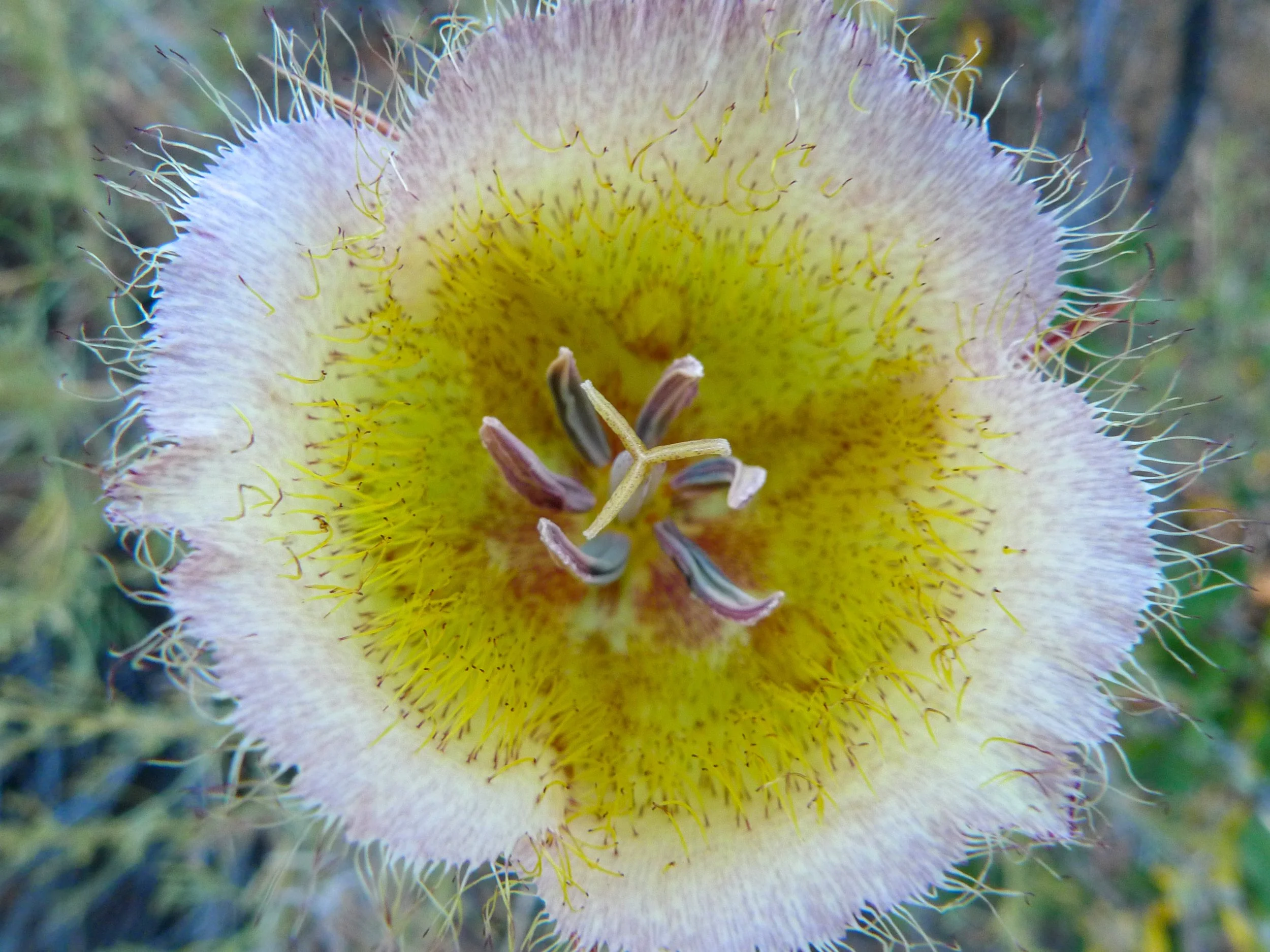 Spring Nature Festival » The Wildlands Conservancy