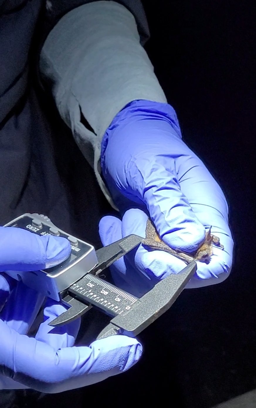 Bat Research at Wind Wolves Preserve » The Wildlands Conservancy