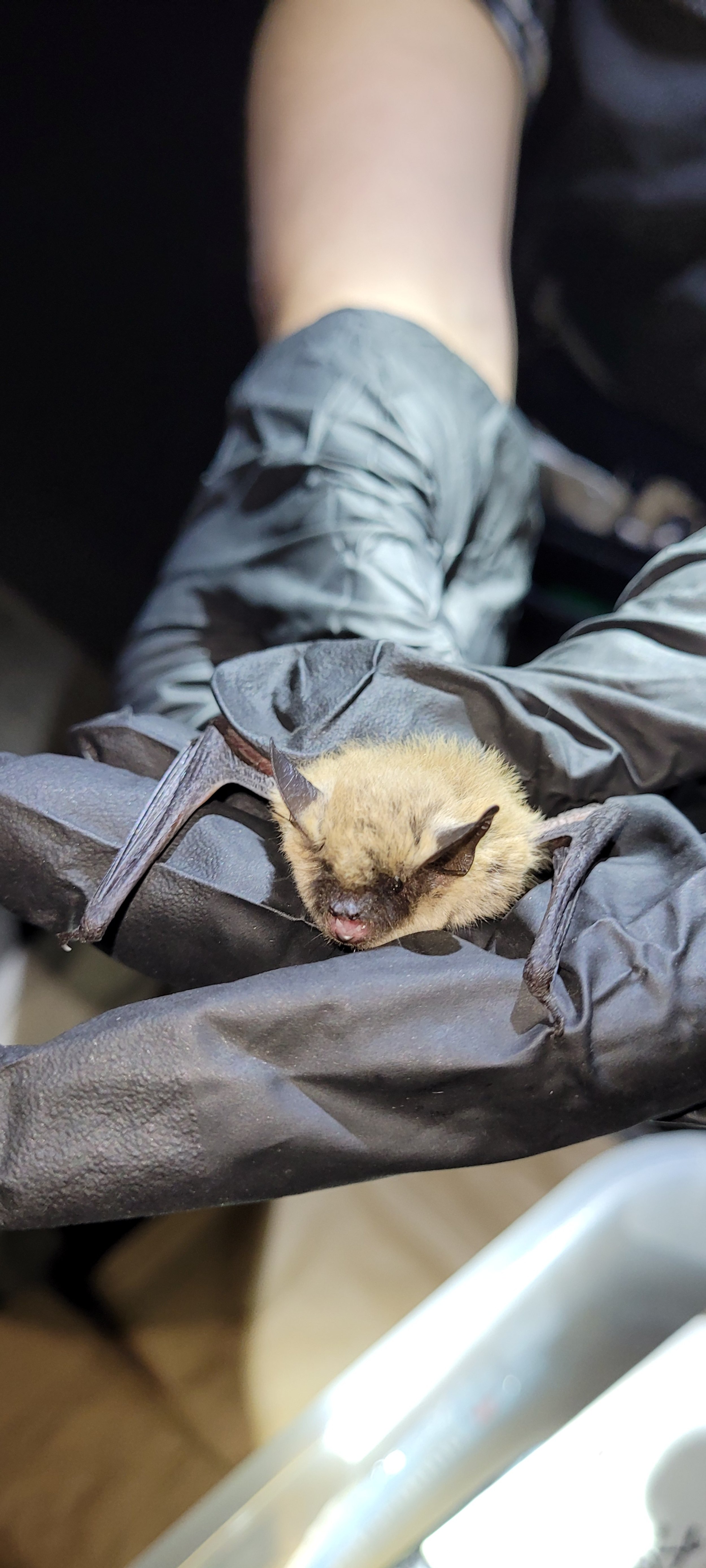 Bat Research at Wind Wolves Preserve » The Wildlands Conservancy
