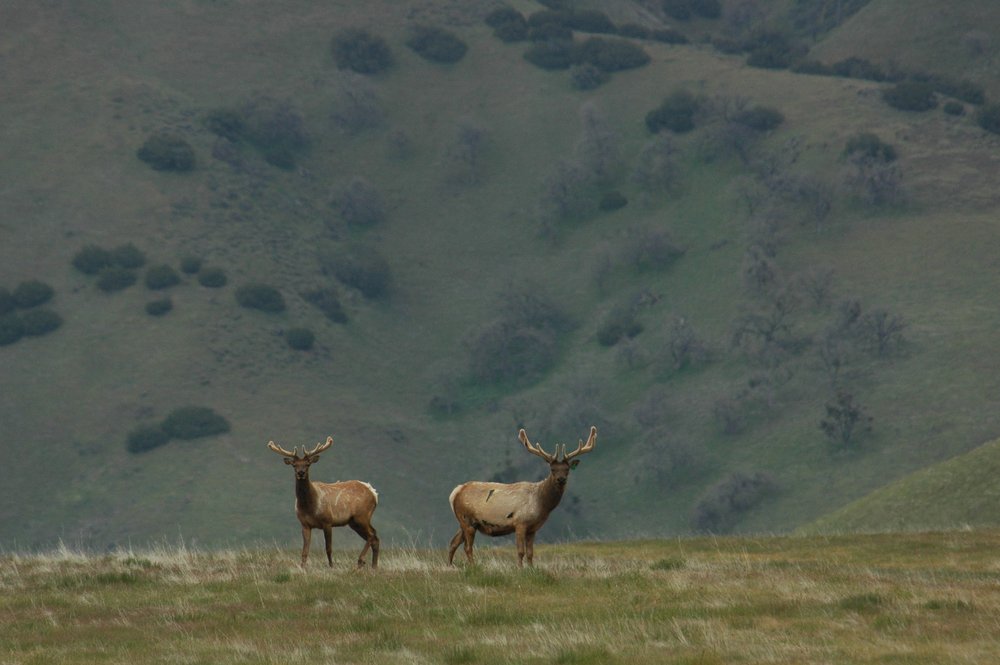 Tule Elk at Wind Wolves Preserve » The Wildlands Conservancy