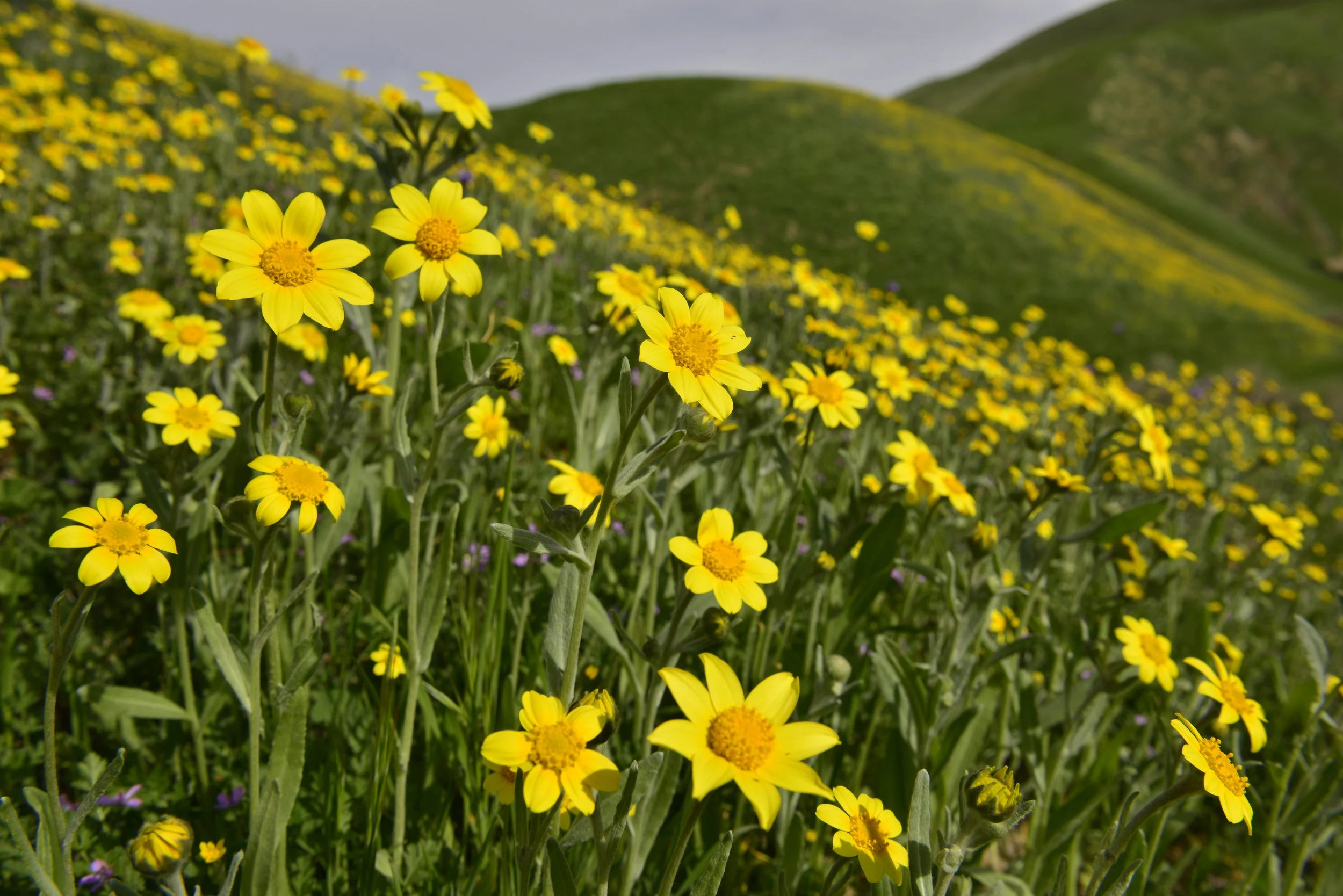 Spring Nature Festival » The Wildlands Conservancy