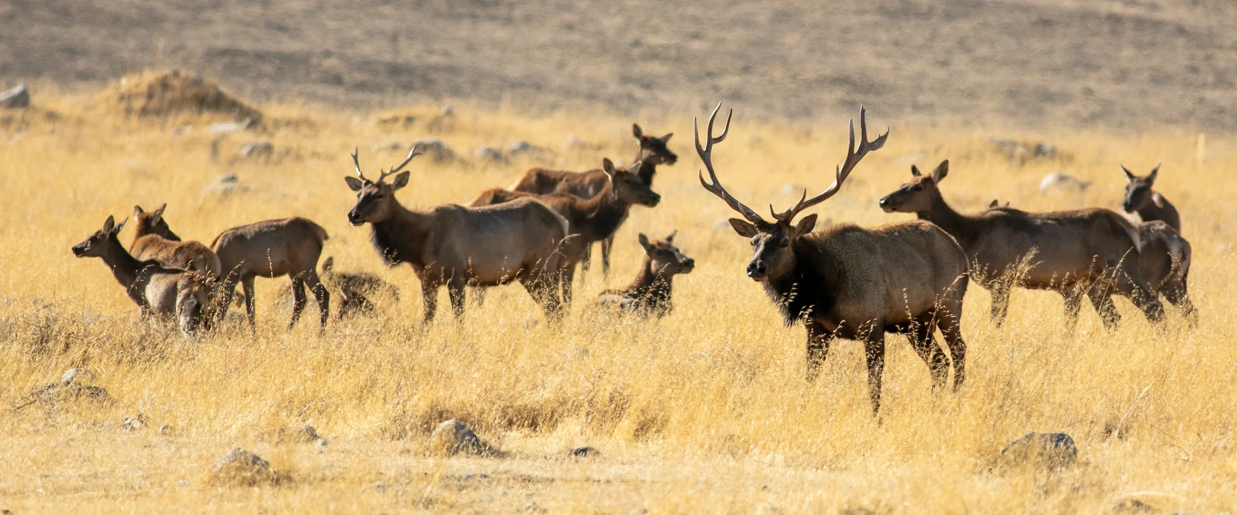 Tule Elk at Wind Wolves Preserve » The Wildlands Conservancy