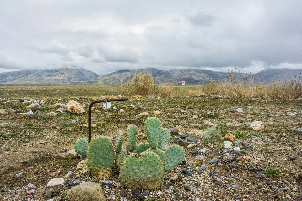 Bakersfield Cactus Thrives at Wind Wolves Preserve » The Wildlands ...