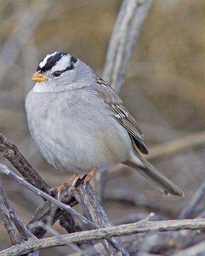 Birds of the Whitewater Preserve: White-Crowned Sparrow » The Wildlands ...