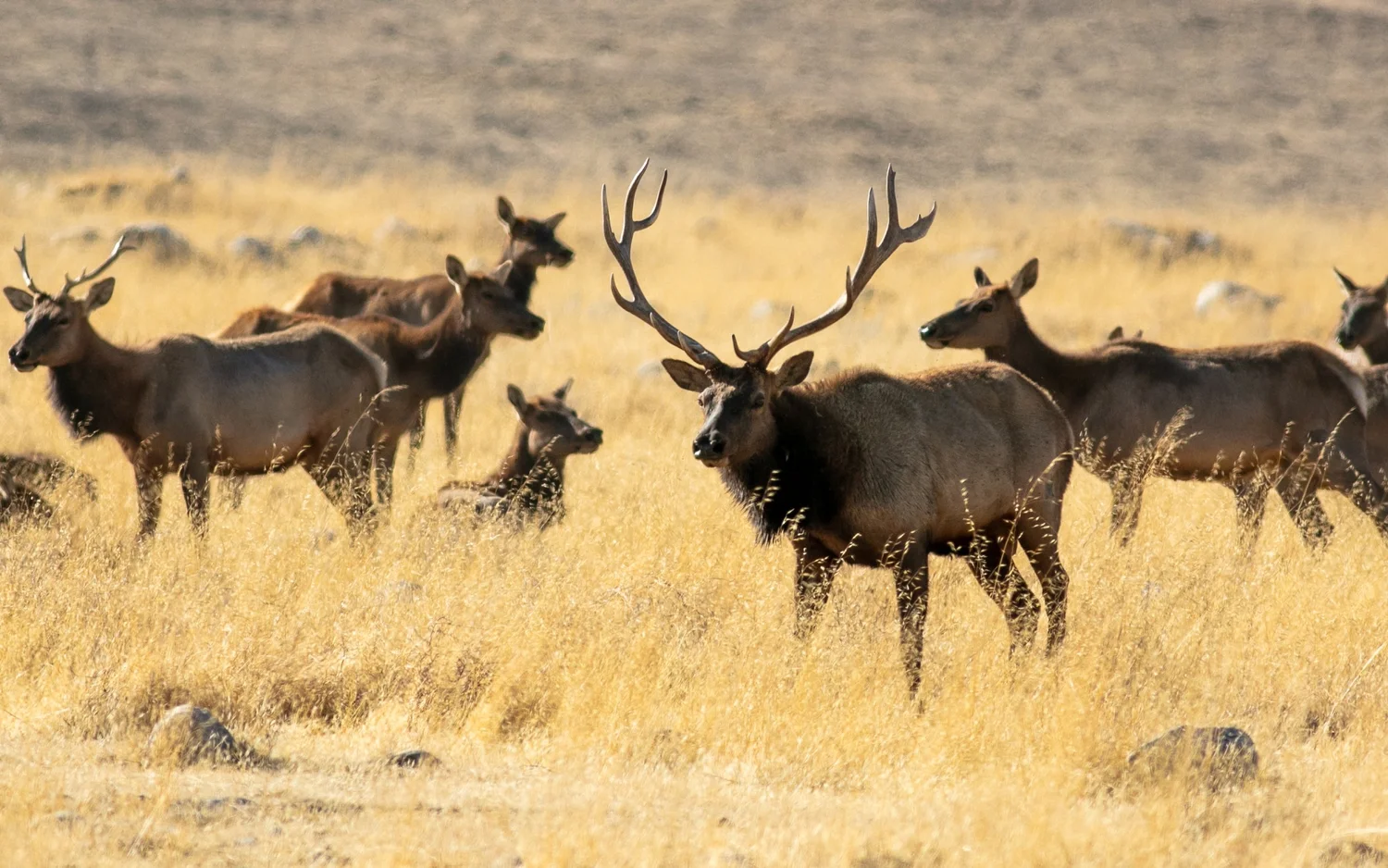 Rewilding: A Pathway to Restoring Balance and Biodiversity » The ...