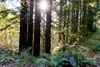 Redwoods in Spring: Guardians of a Thriving Ecosystem » The Wildlands ...