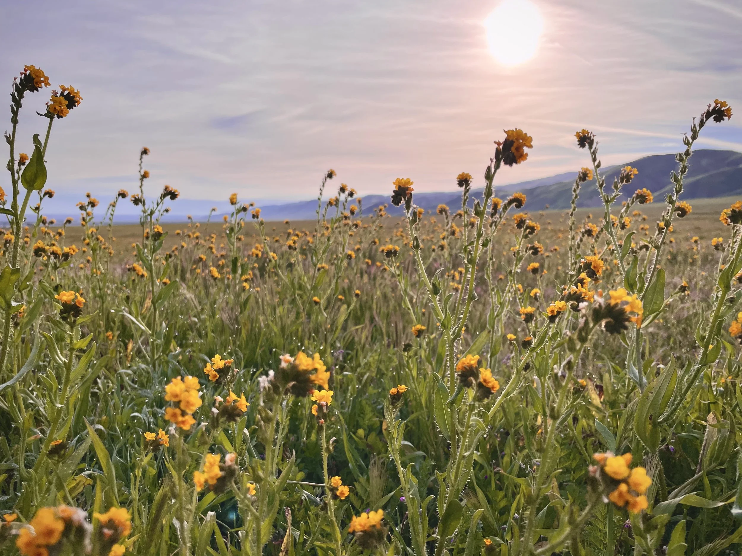 The Wildlands Conservancy