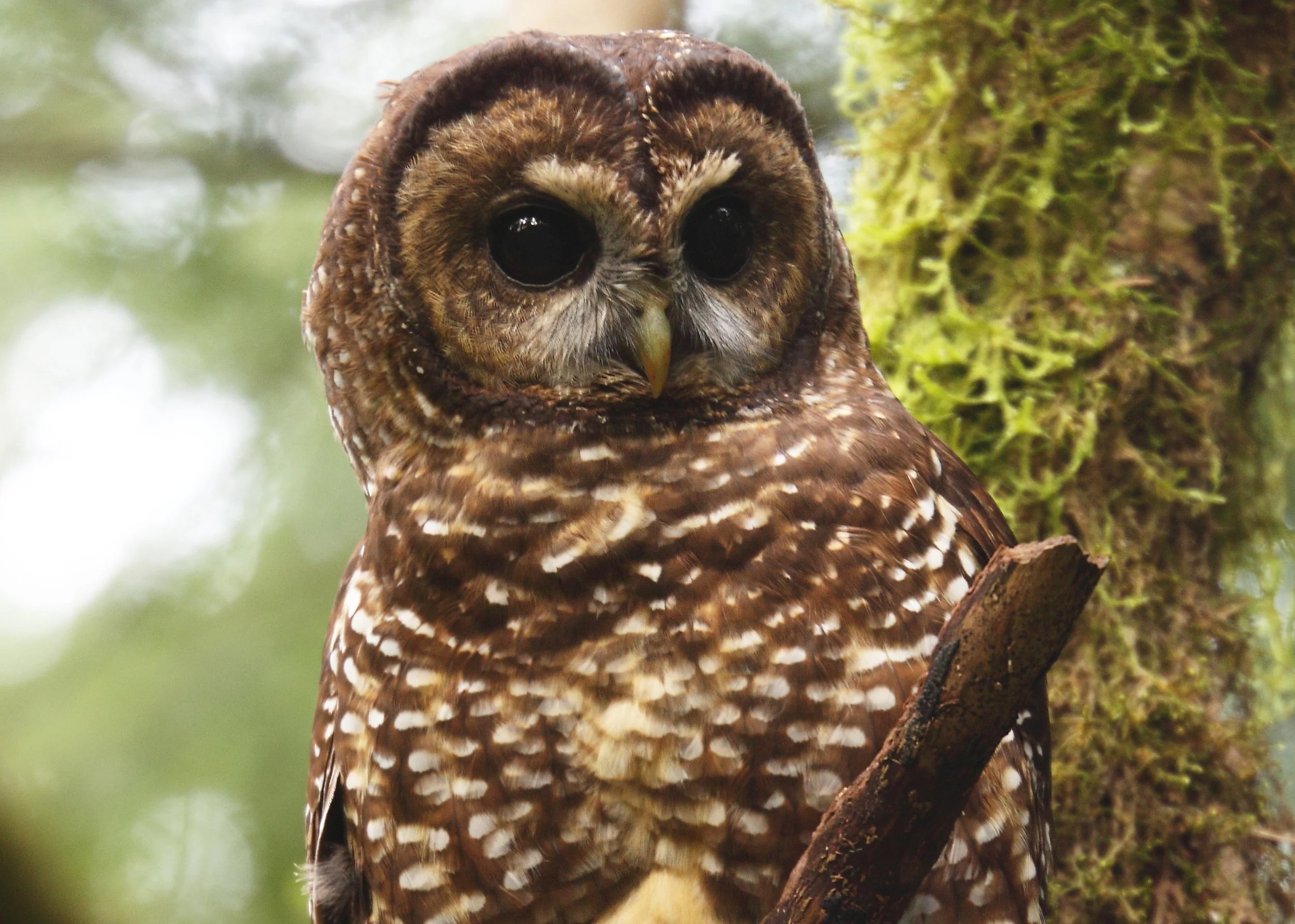 Northern Spotted Owl Surveying at Jenner Headlands Preserve » The ...