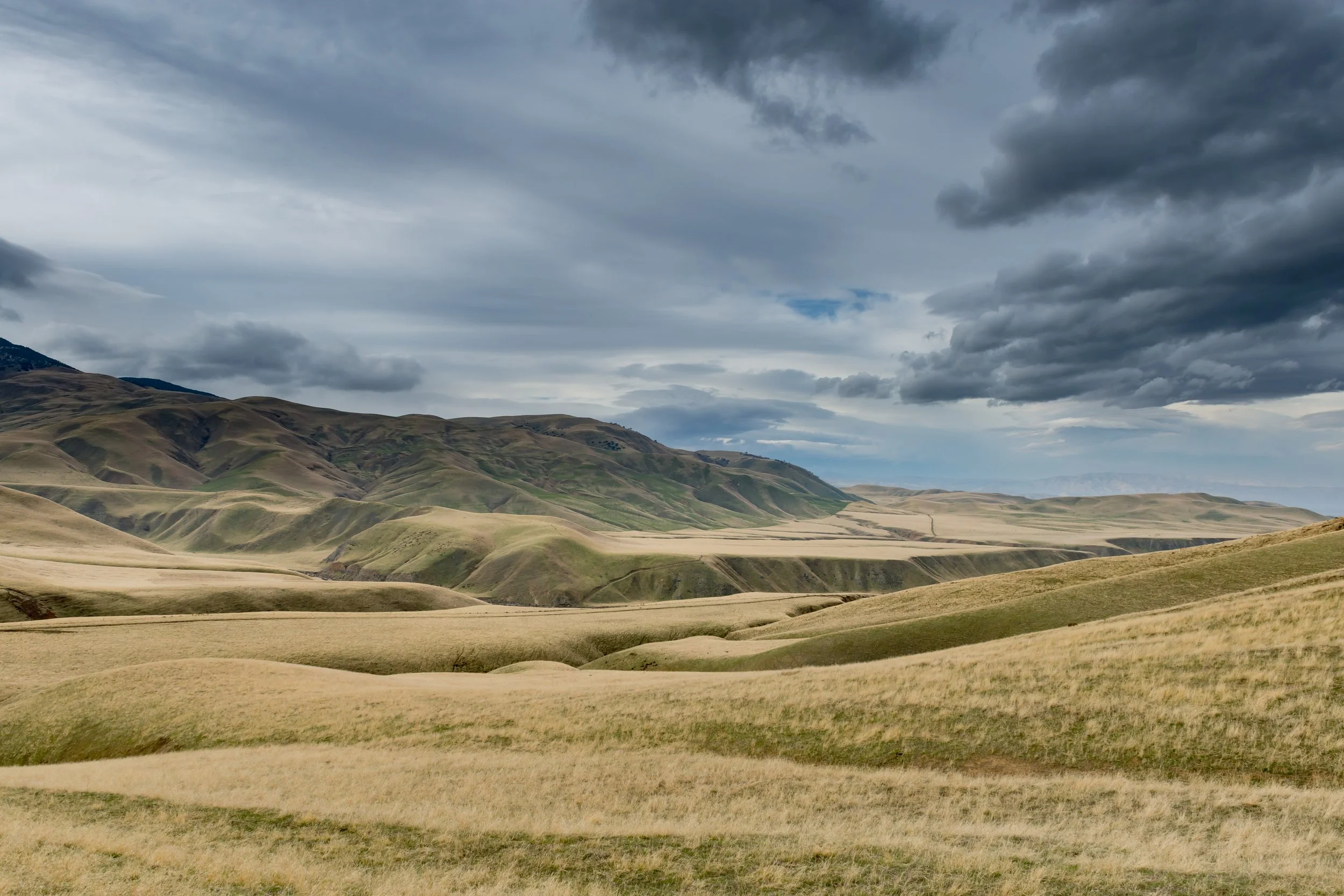 A Golden Eagle’s Journey Back to the Wild at Wind Wolves Preserve » The ...