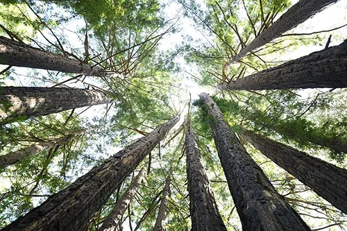 Redwoods in Spring: Guardians of a Thriving Ecosystem » The Wildlands ...