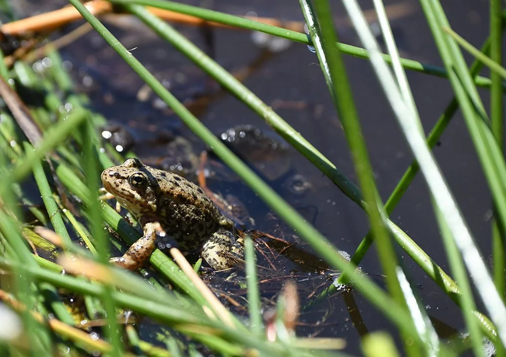 Return of the Southern Mountain Yellow-Legged Frog at Bluff Lake » The ...