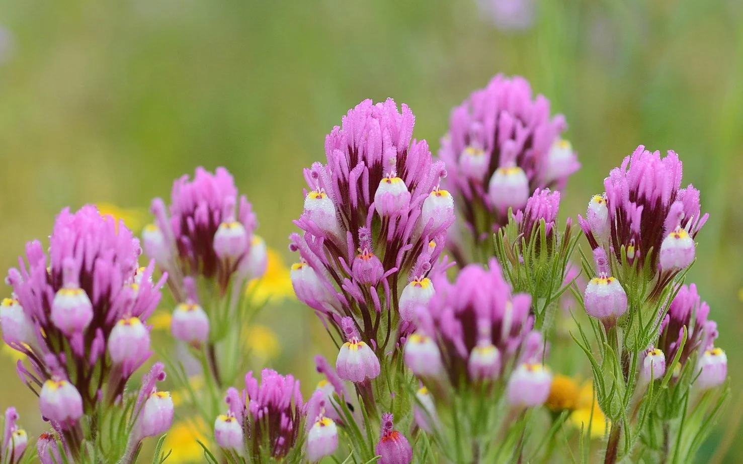 ‘Sendero del Sol’ Artist’s Palette Venue Blooming with Native ...