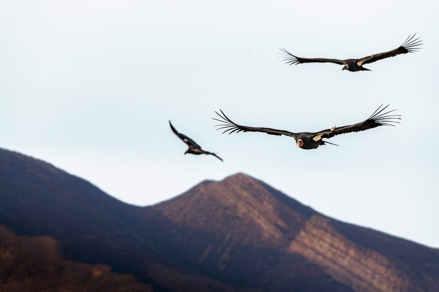 Wild Ventura: Protecting the Sespe Foothills » The Wildlands Conservancy