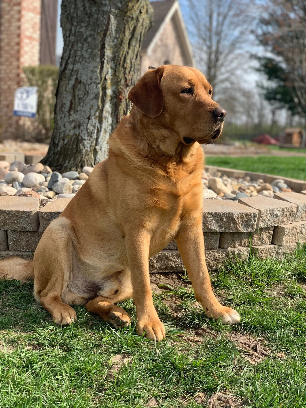 Our Dogs — Blackberry Hill Labradors