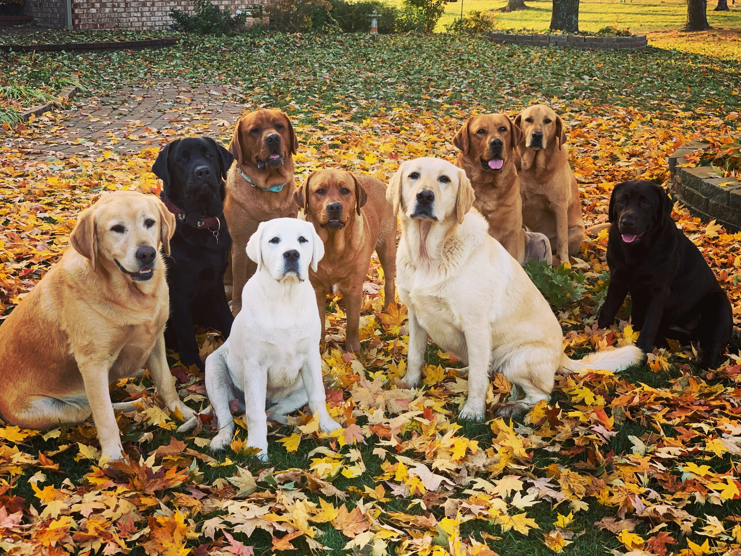 Our Dogs — Blackberry Hill Labradors
