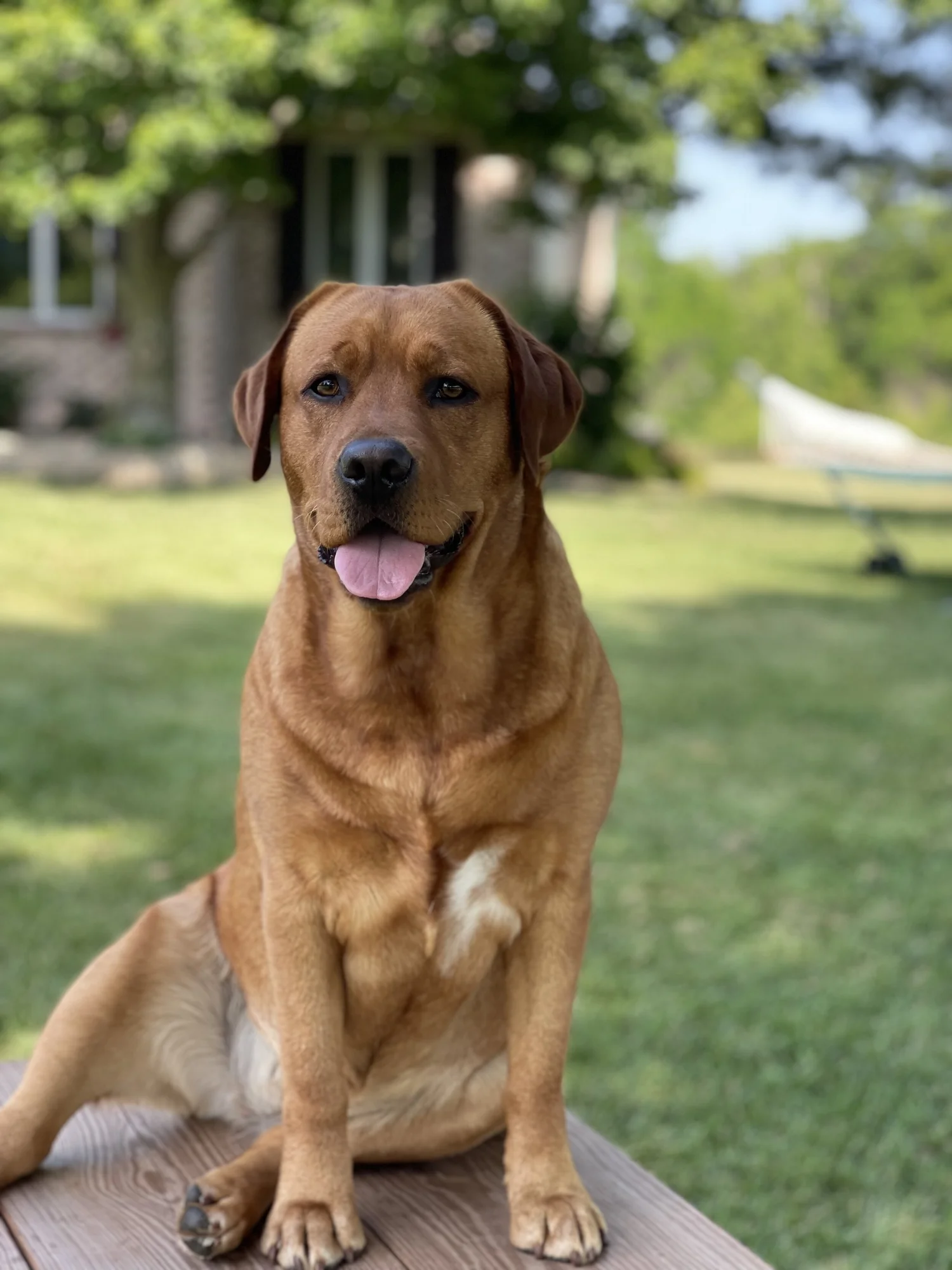 Our Dogs — Blackberry Hill Labradors