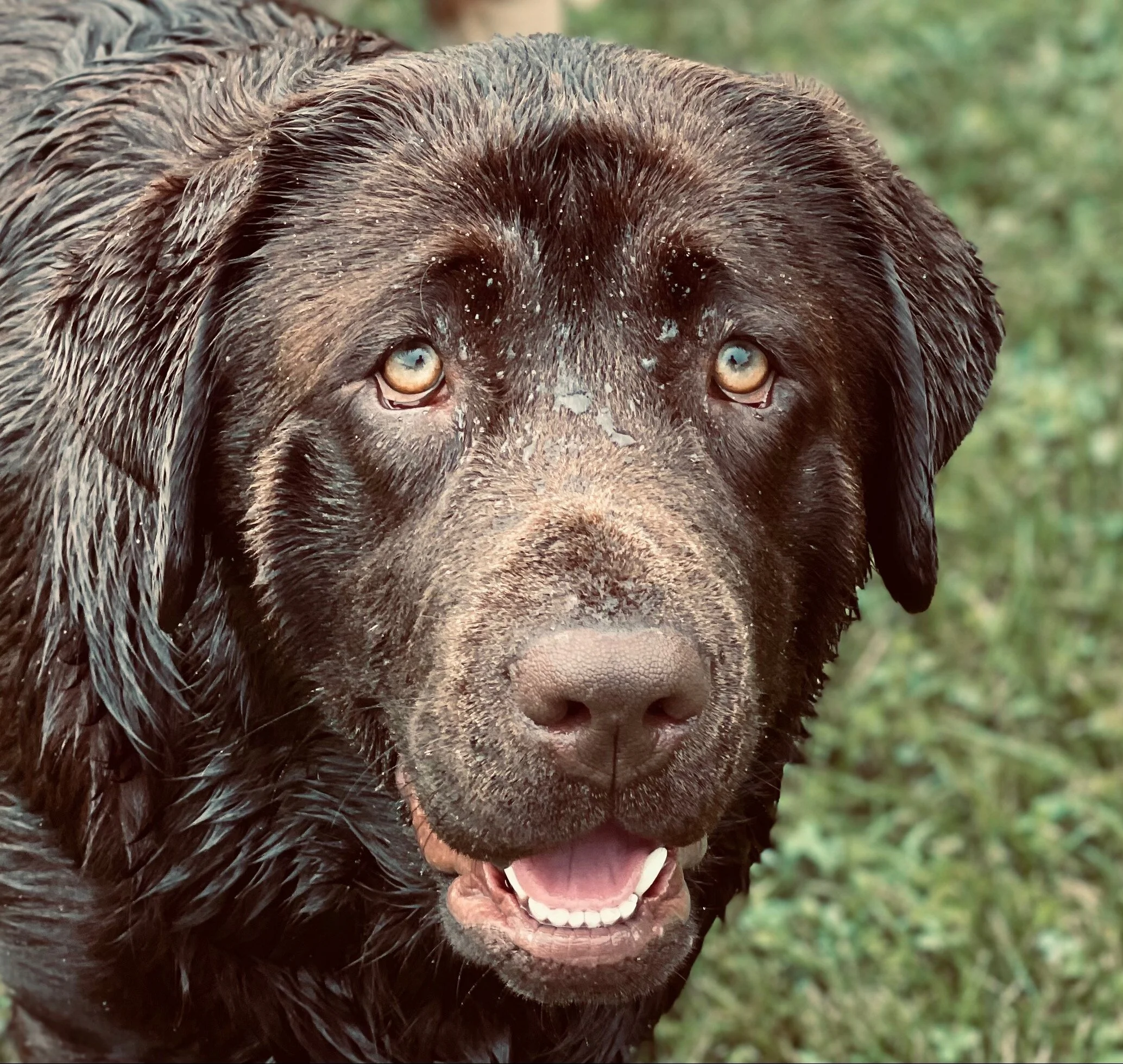 Our Dogs — Blackberry Hill Labradors