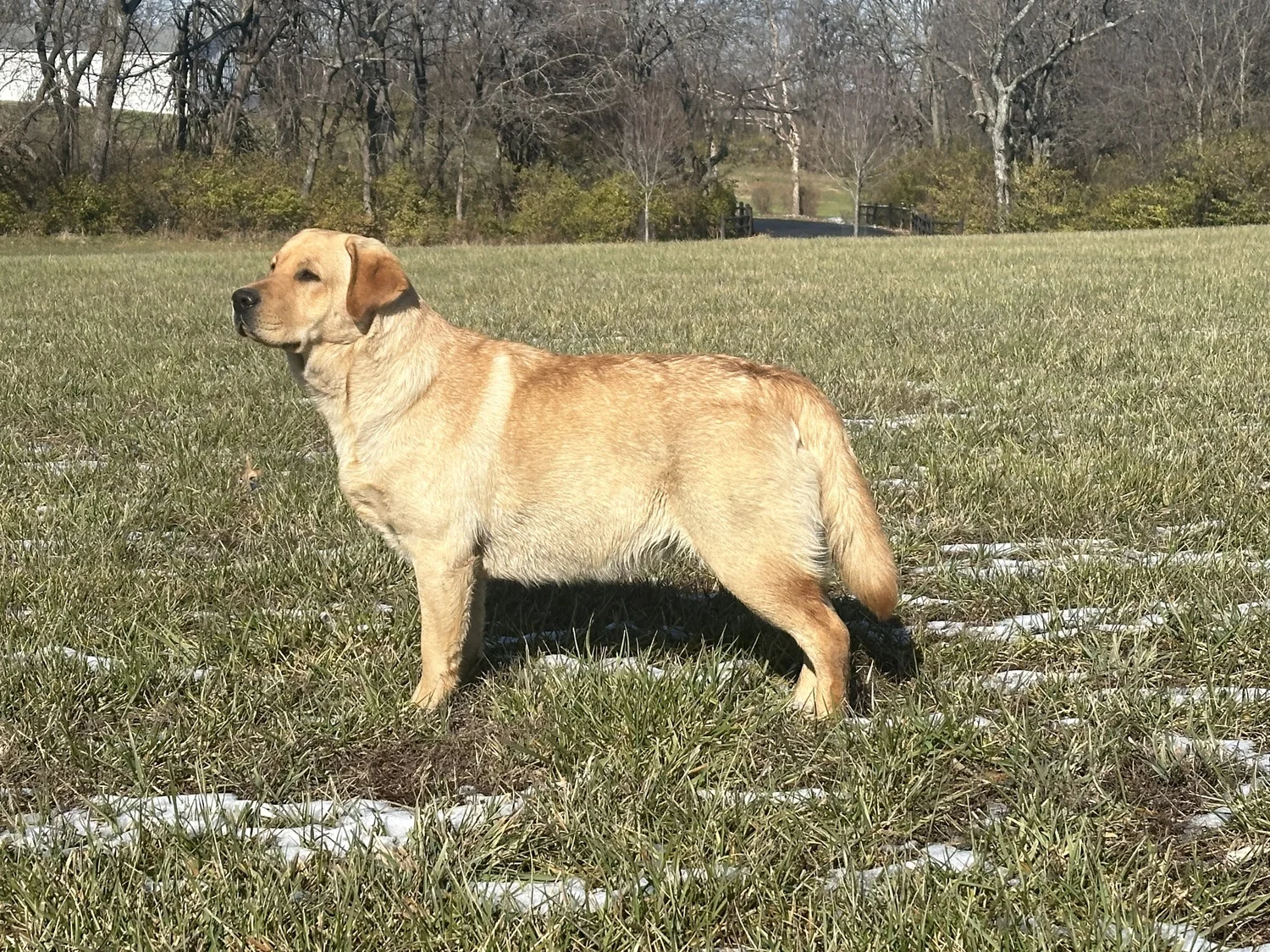 Our Dogs — Blackberry Hill Labradors