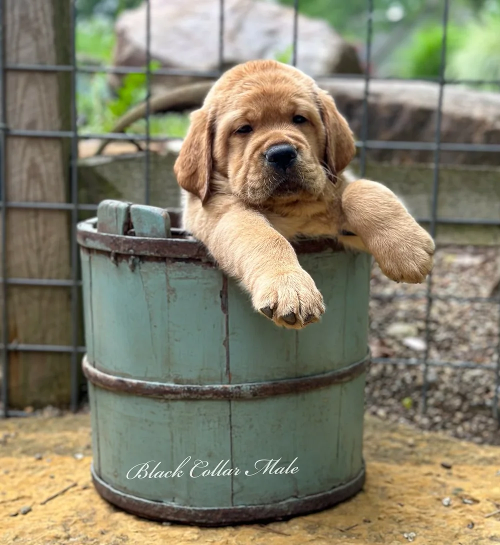 Our Dogs — Blackberry Hill Labradors