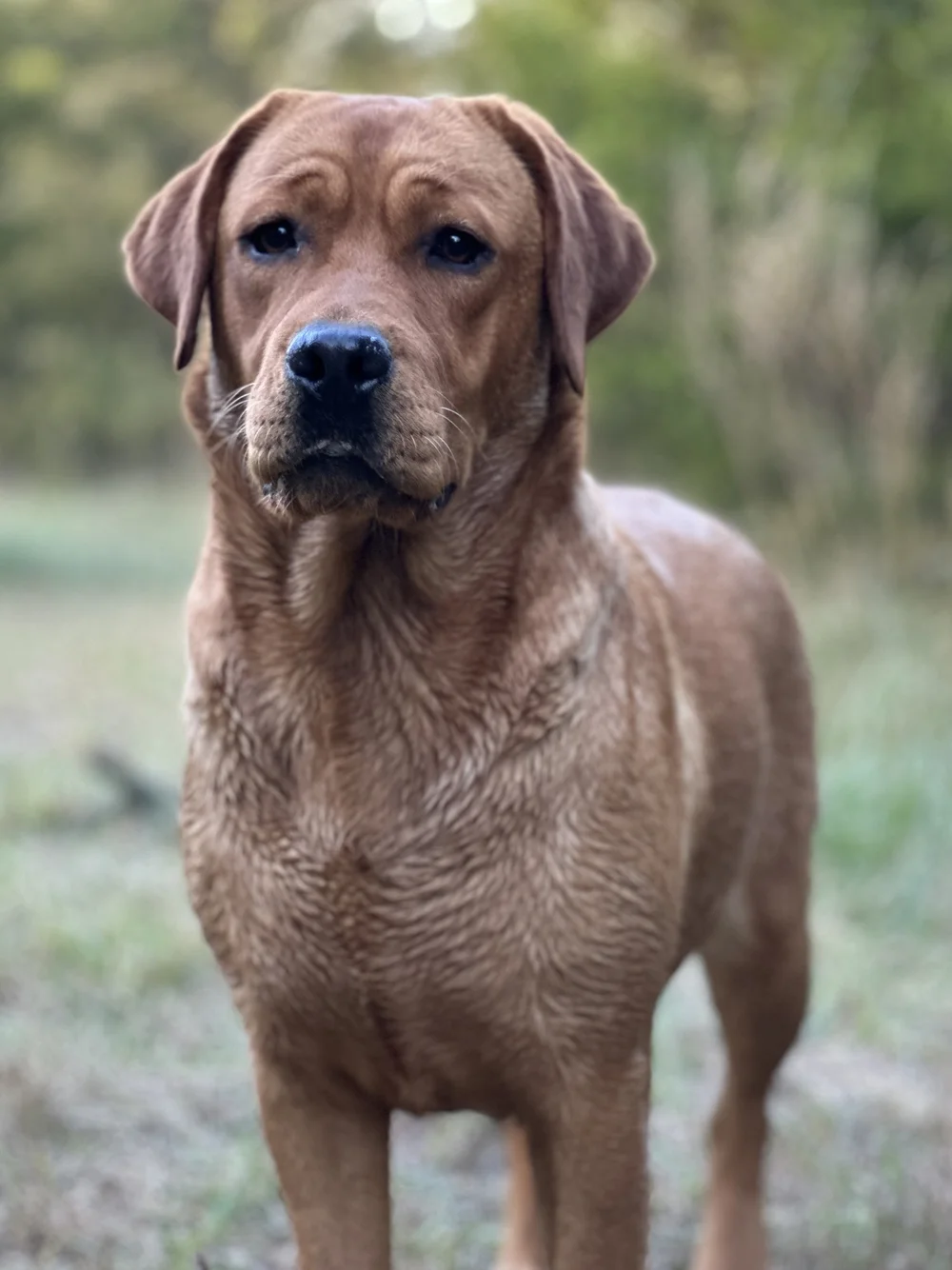 Our Dogs — Blackberry Hill Labradors