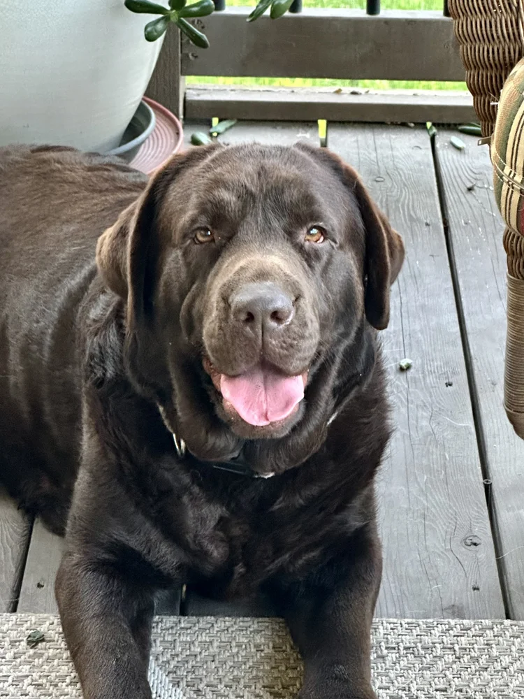 Our Dogs — Blackberry Hill Labradors