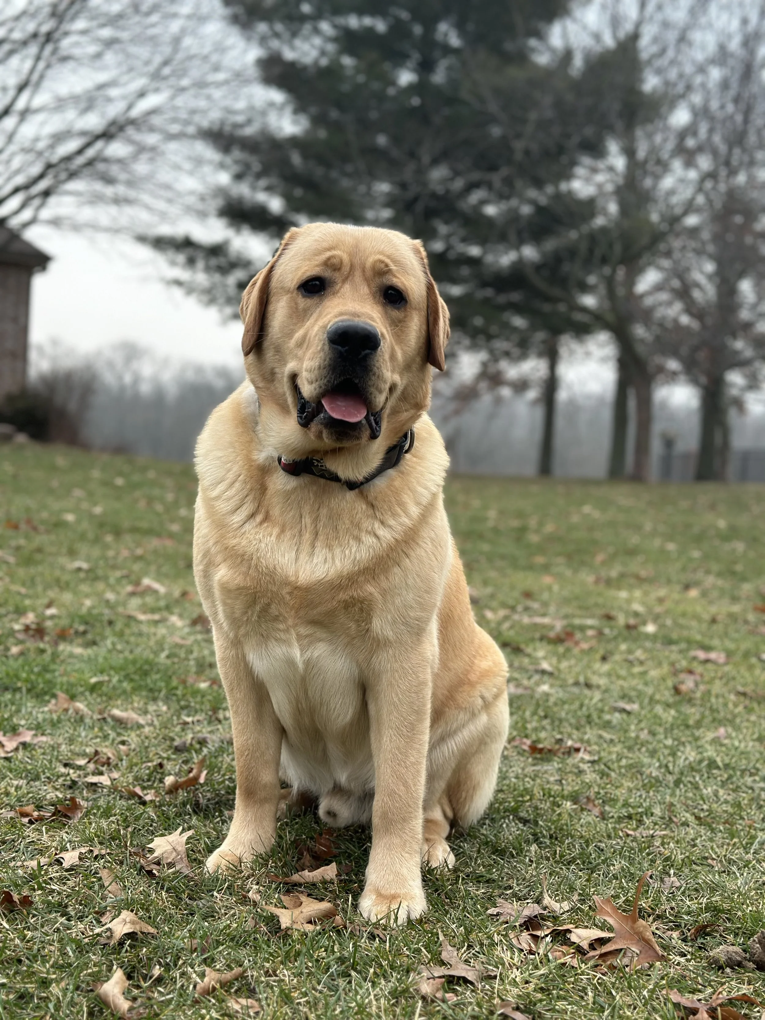Our Dogs — Blackberry Hill Labradors