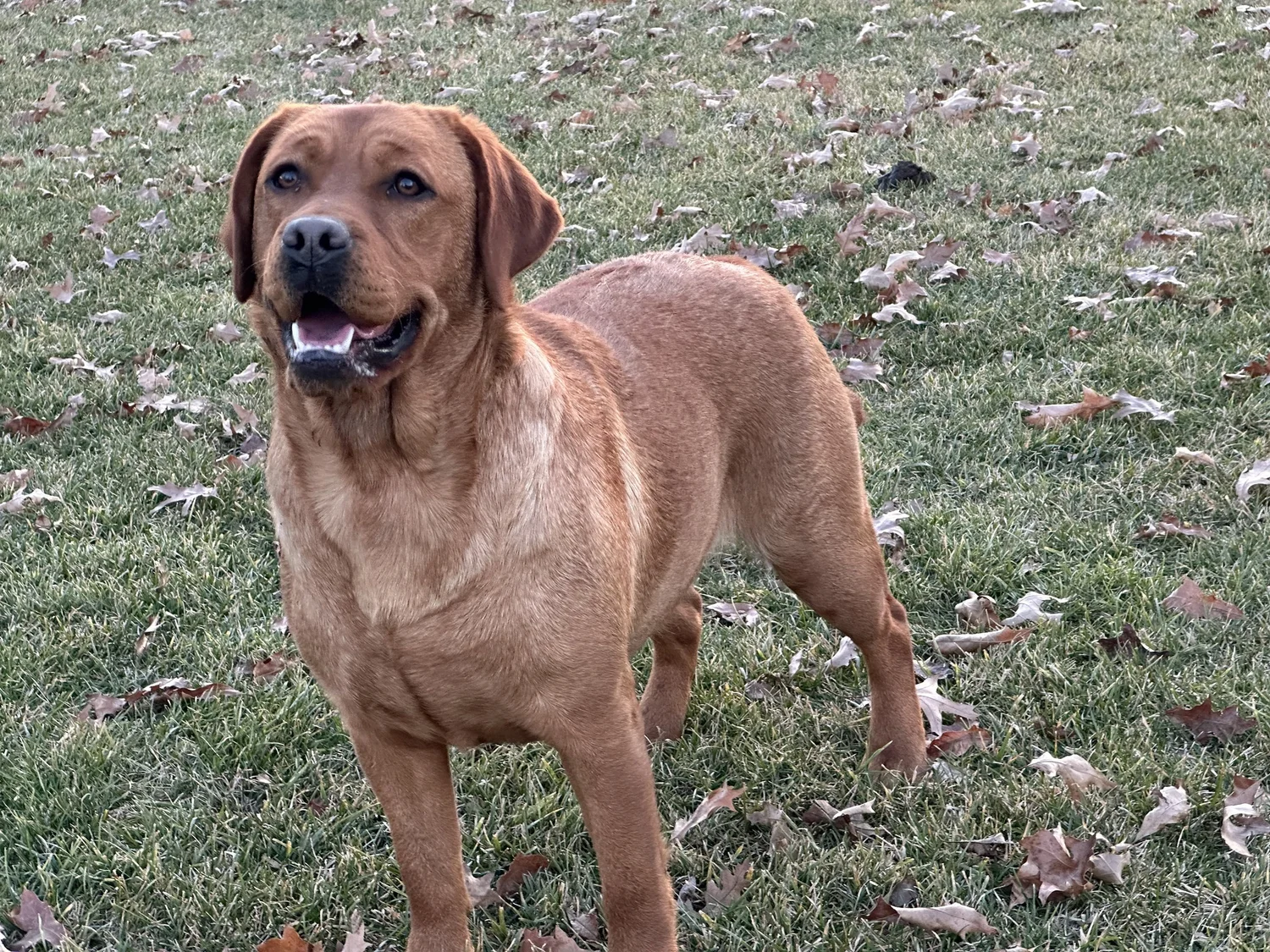 Our Dogs — Blackberry Hill Labradors