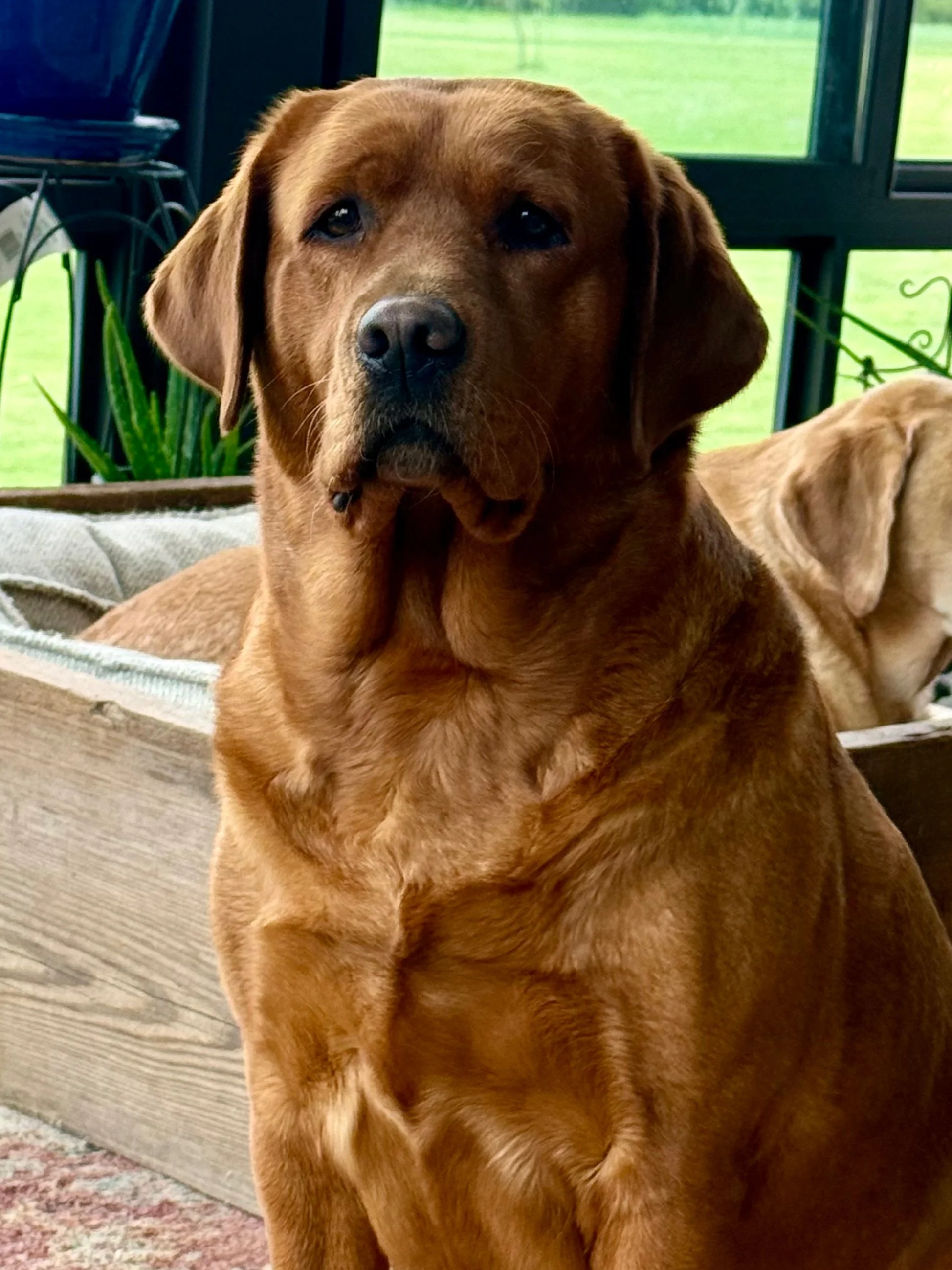 Our Dogs — Blackberry Hill Labradors