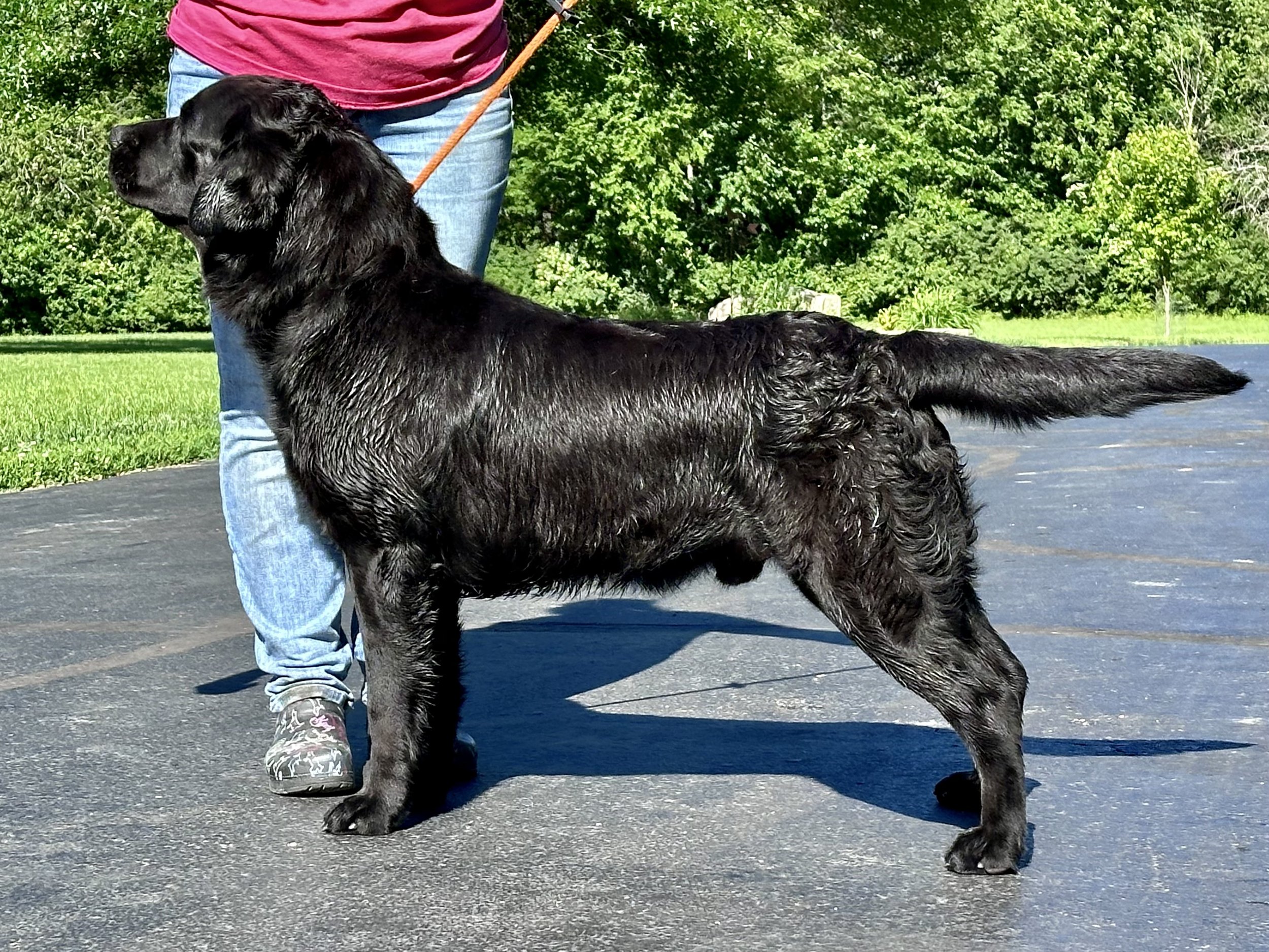 Our Dogs — Blackberry Hill Labradors