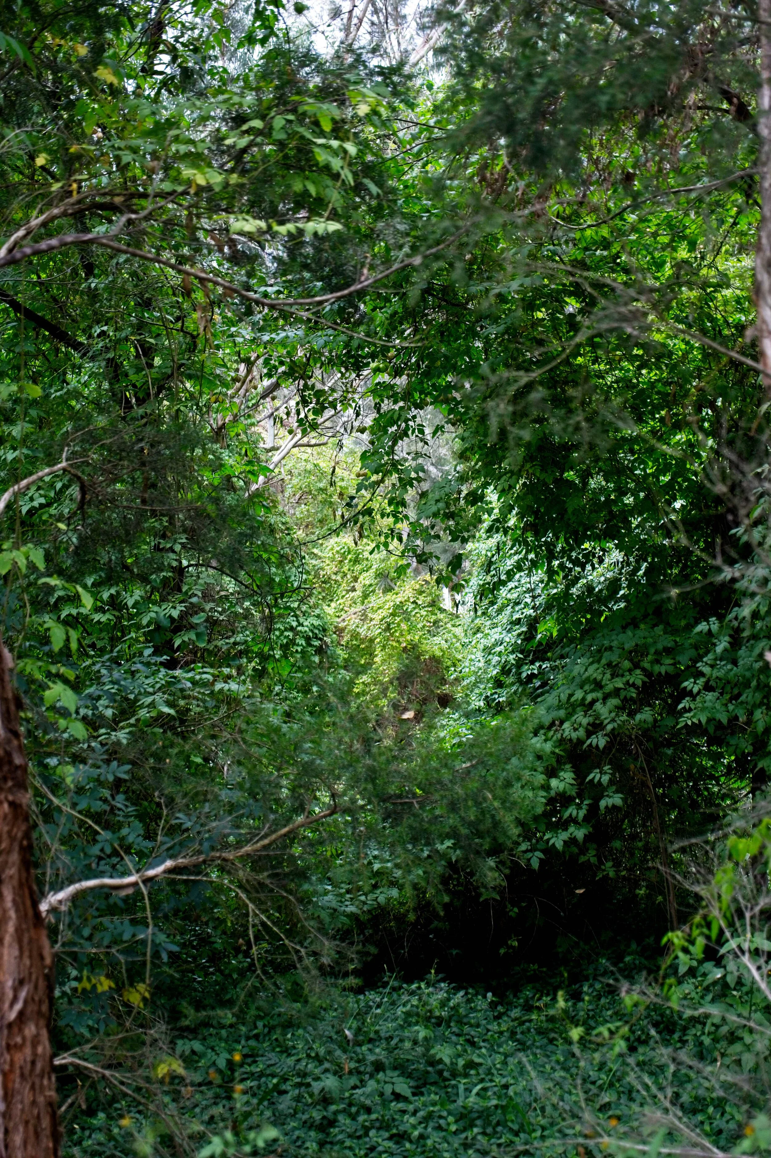 Wanderings: Duck River and Auburn Botanic Gardens — Zebedee Parkes