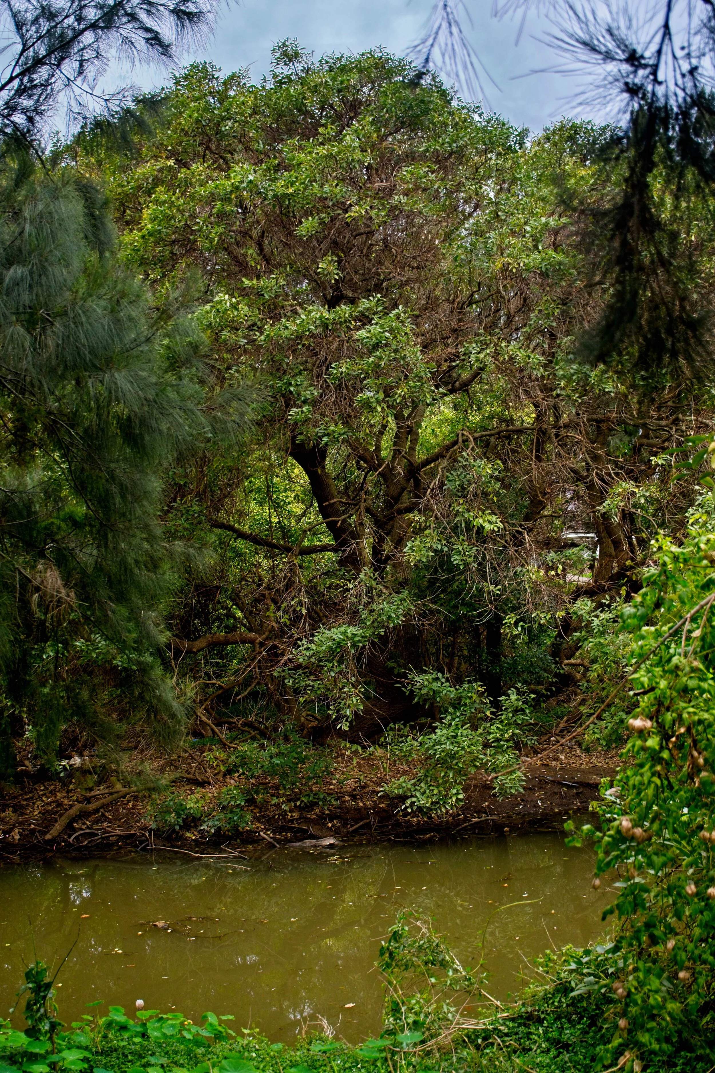 Wanderings: Duck River and Auburn Botanic Gardens — Zebedee Parkes