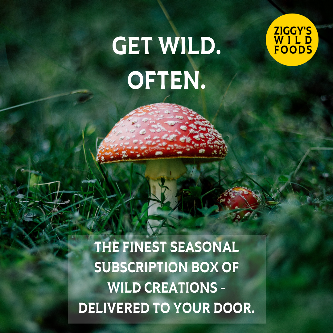 Shop — Ziggy's Wildfoods
