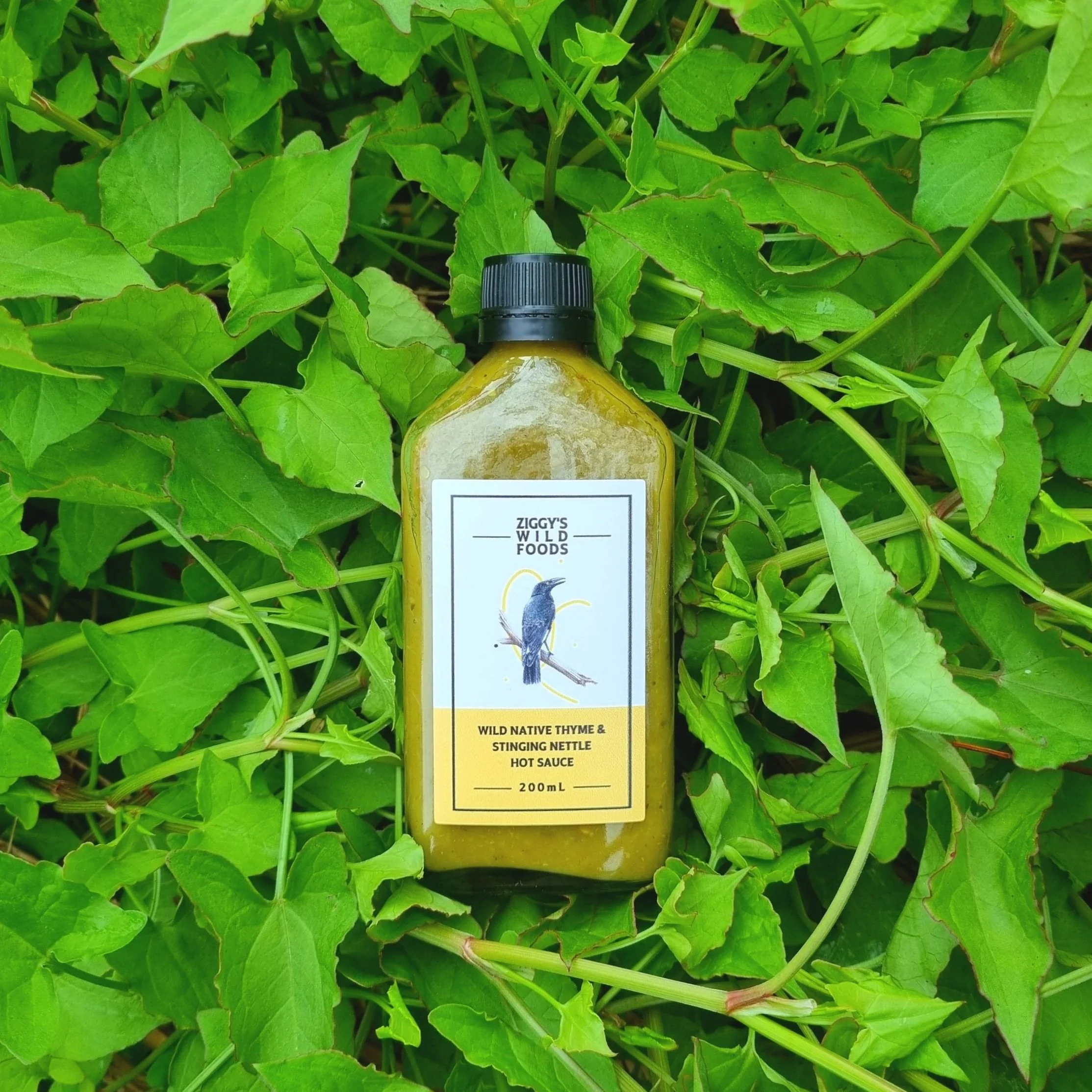 Wild Native Thyme & Stinging Nettle Hot Sauce — Ziggy's Wildfoods