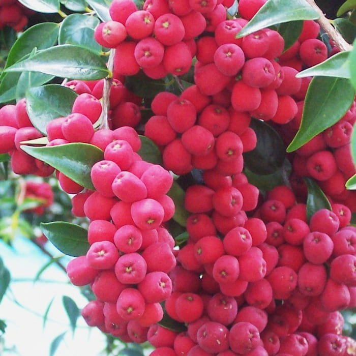 Lilly Pilly & Riberry: Australia's Wild Cherries — Ziggy's Wildfoods