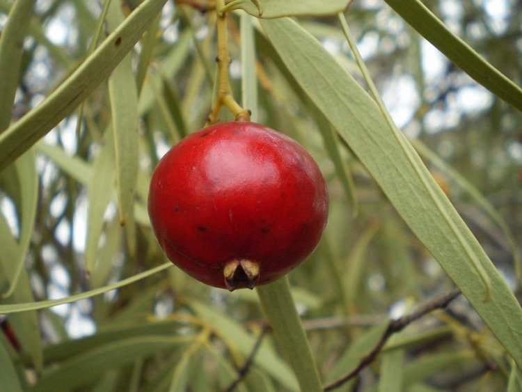 Quandongs: What Are These Australian Native Fruits? — Ziggy's Wildfoods