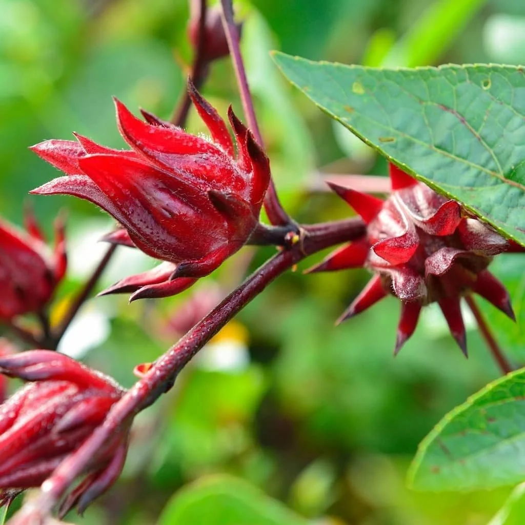 Australian Rosella: What is it and how to cook with it? — Ziggy's Wildfoods