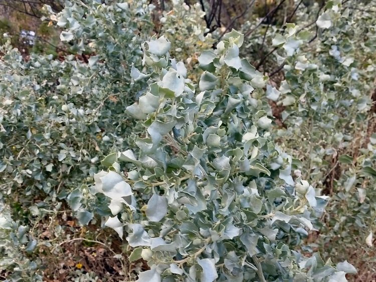 All About Saltbush AKA Old Man Saltbush — Ziggy's Wildfoods