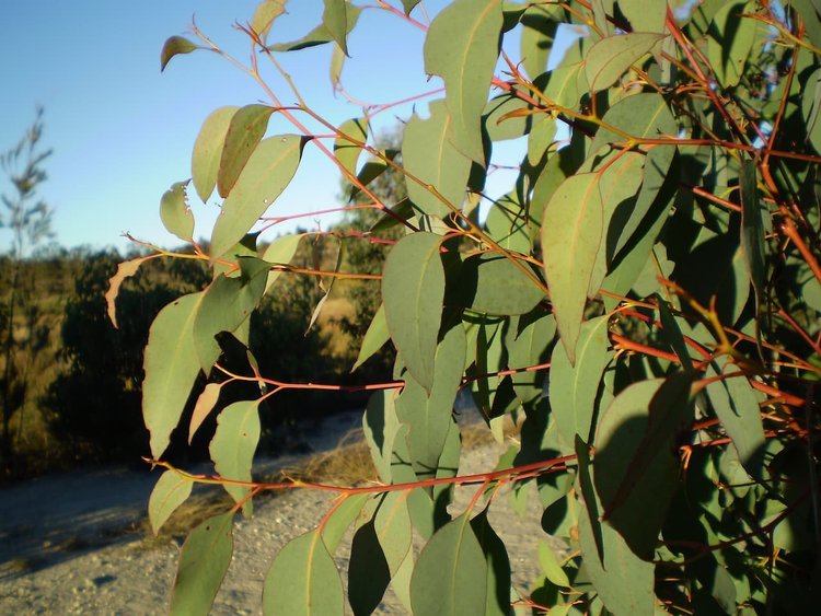 Strawberry Gum: How to Cook With This Delightful Australian Herb ...