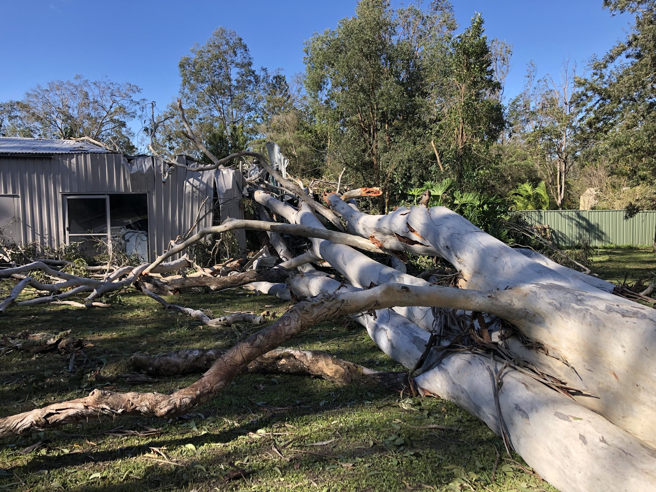 Services: Tree Management Services Australia | Arborist Consulting ...