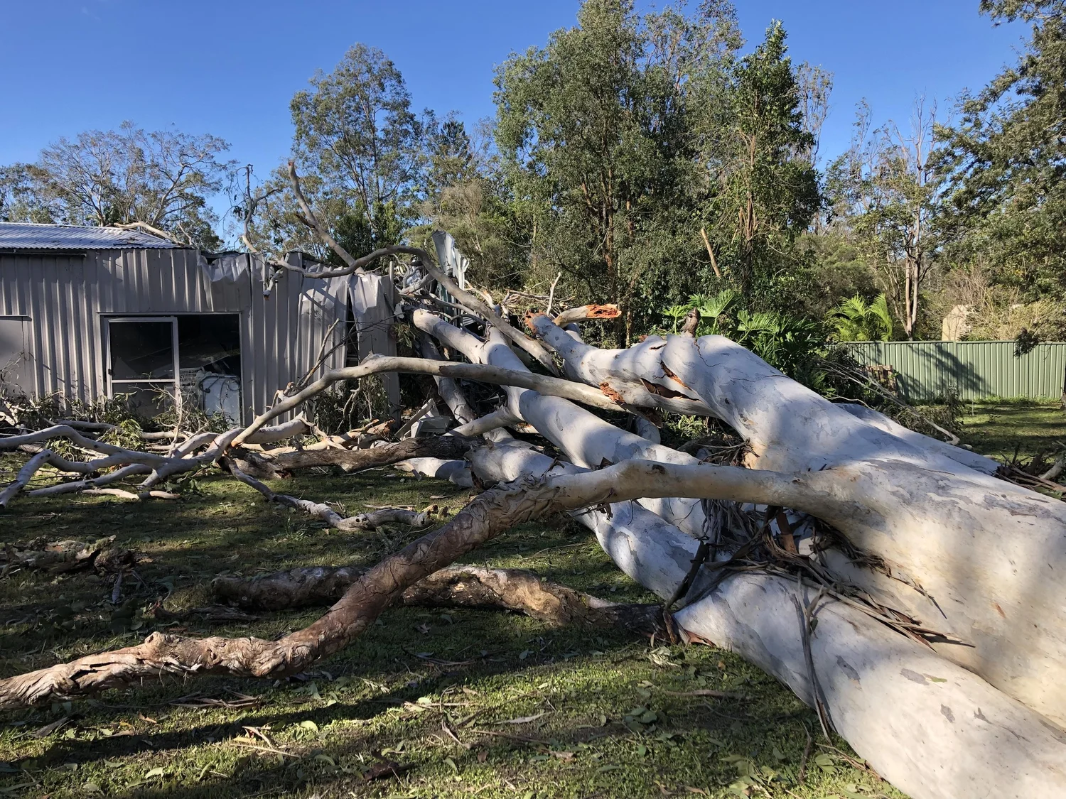 Enviro Trees - Tree Management Services Australia | Enviro Trees - tree ...