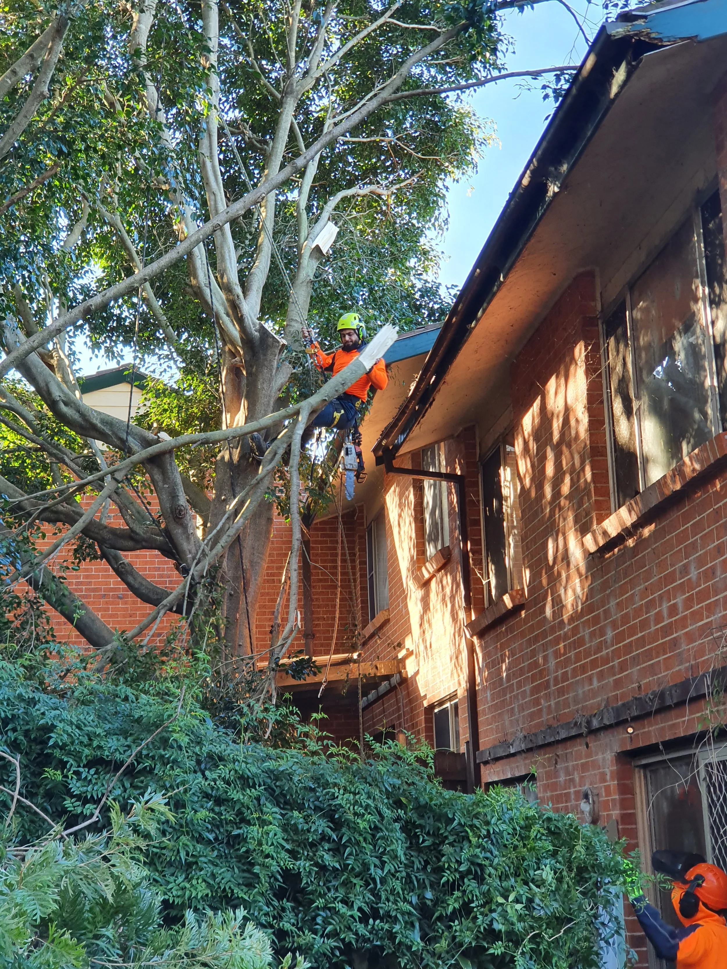 Services: Tree Management Services Australia | Arborist Consulting ...