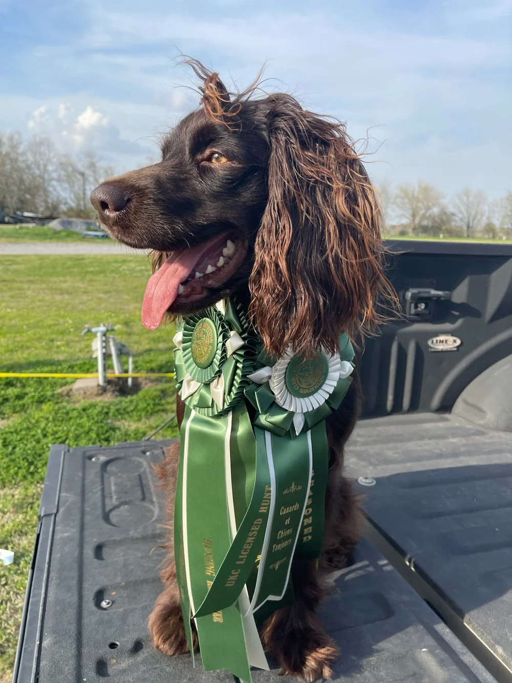 Boykin Spaniel Training — Gentleman's Way Kennels