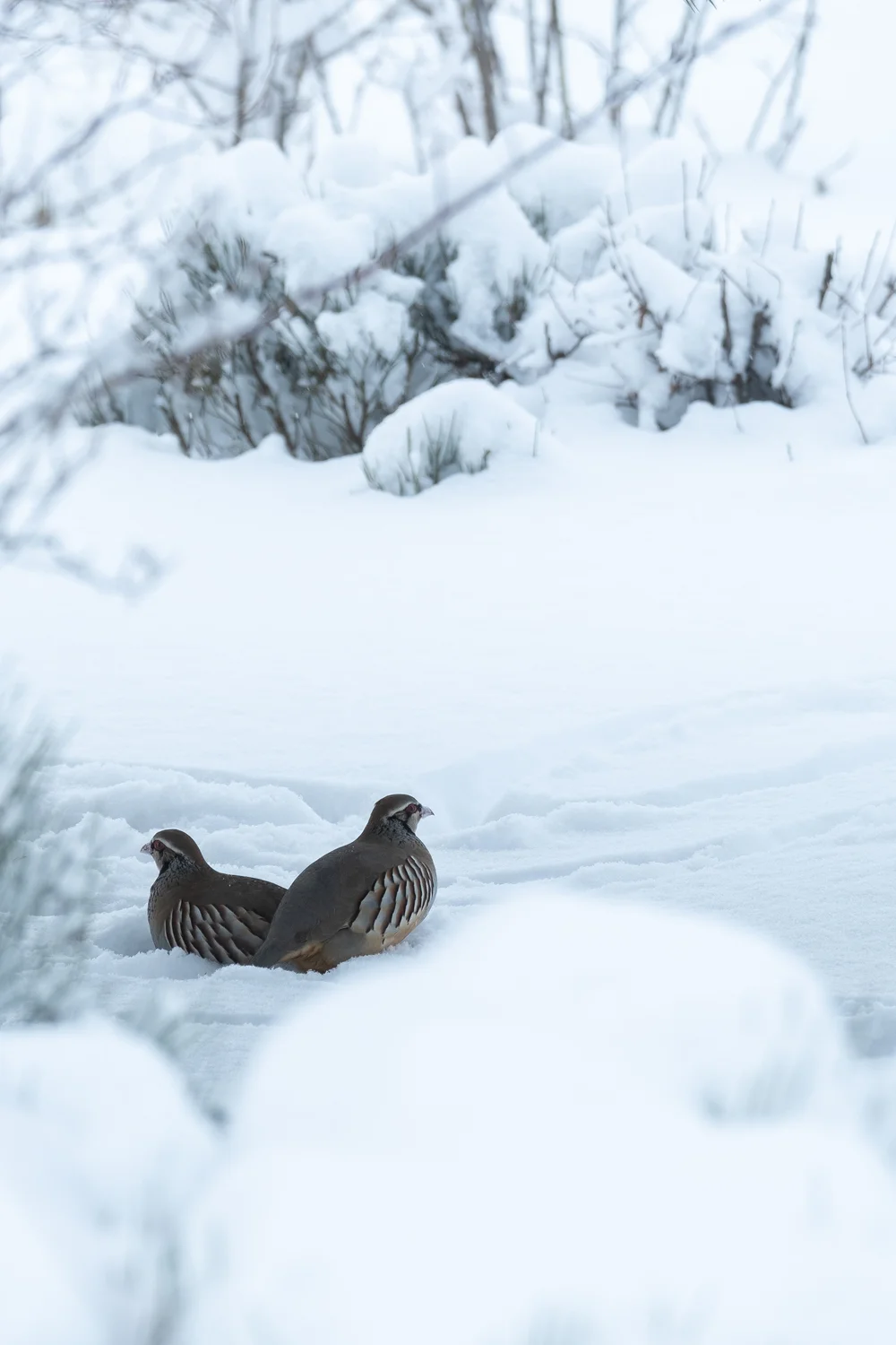 Au cœur des enjeux : protéger la faune sauvage dans tous les milieux ...