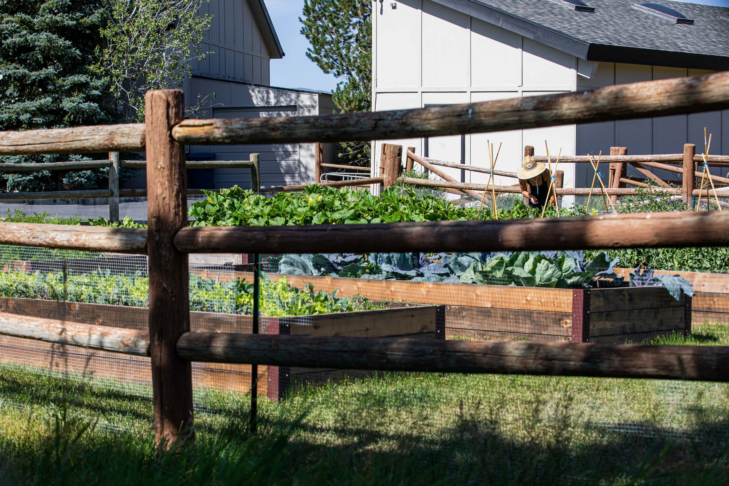 OUR MISSION — root revival