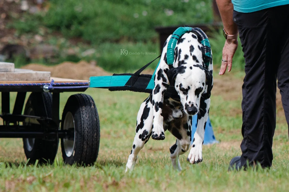 Weight Pull — Bedlam Acres