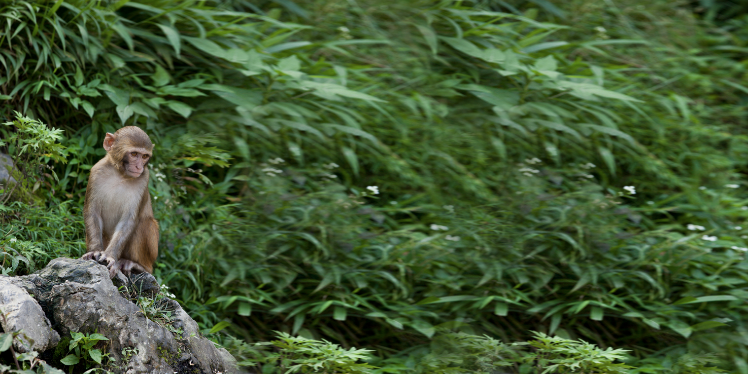 Primates For Biomedical Research — Alpha Genesis