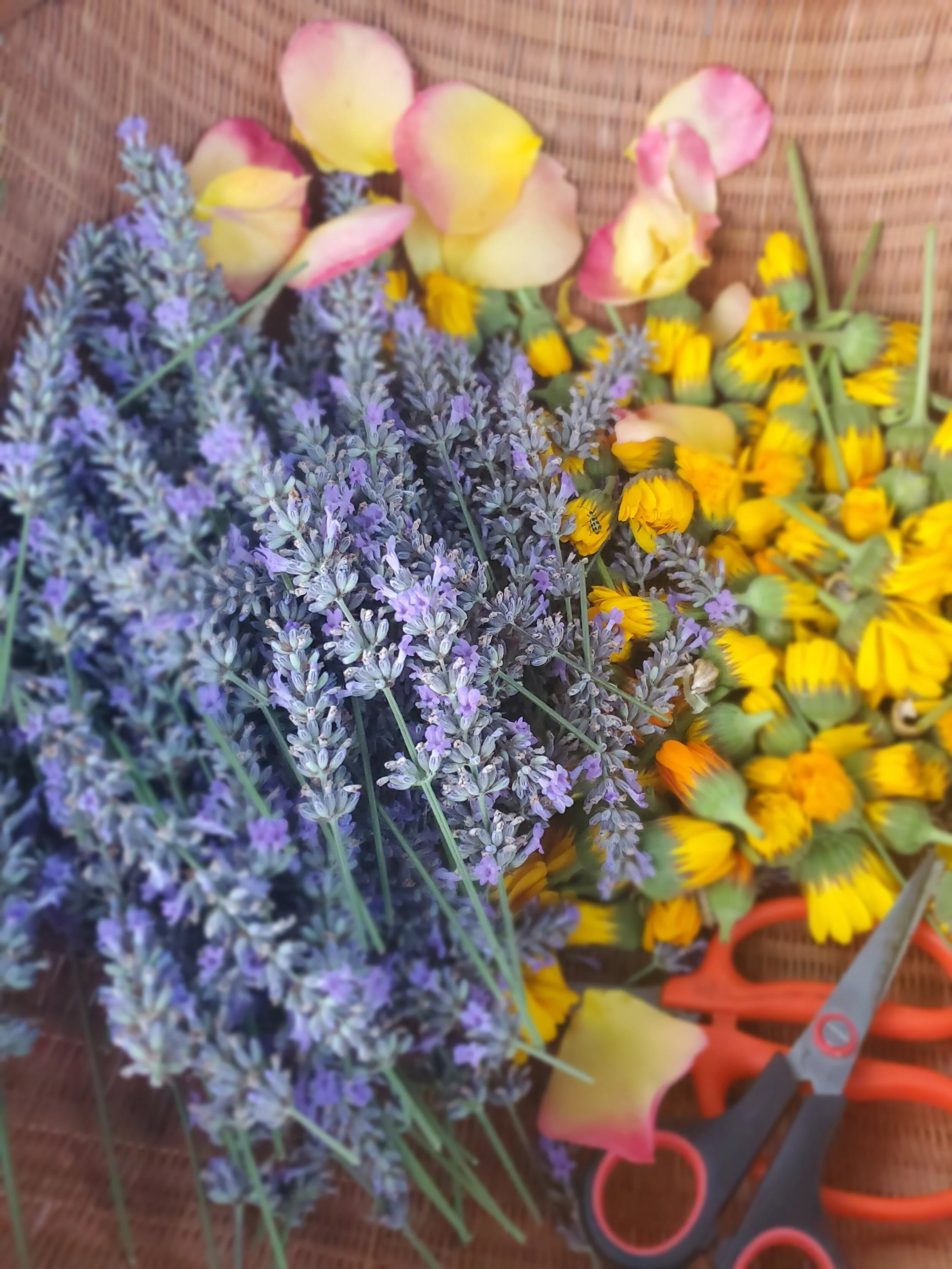 about — yerba bruja