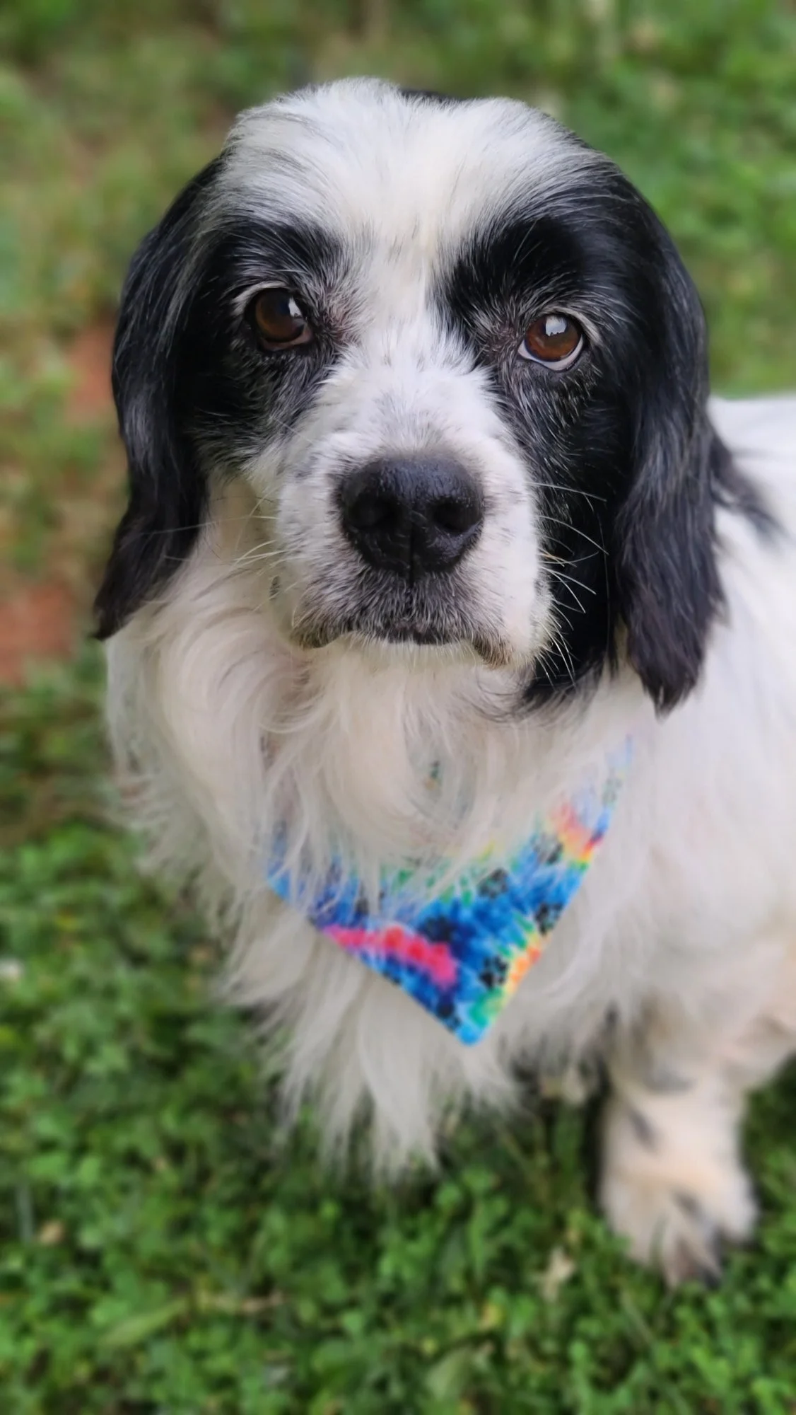 Cocker Spaniel Black And White Mix